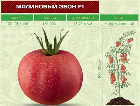 Помидоры МАЛИНОВЫЙ ЗВОН F1