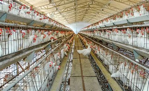 Bird Flu Outbreak In State Run Poultry Farm In Kerala 1800 Birds Dead