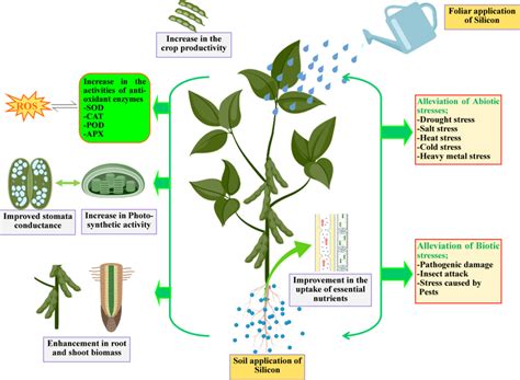 This Diagram Is Showing The Possible Role Of Foliar And Soil