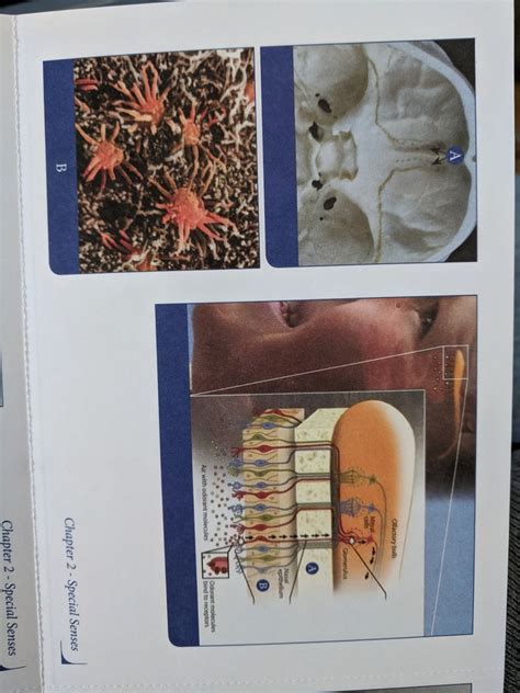 Ap Lab 1 Olfactory Structures Diagram Quizlet