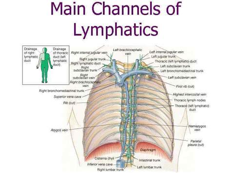 Lymphatic System Review Introduction Components Lymph Is