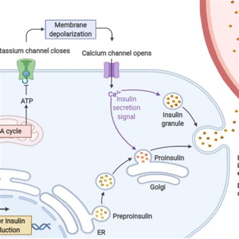 Cancer Cell Apoptosis Internalexternal Pathway Download Scientific Diagram