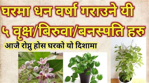 घरमा धन वर्षादिने गराउने यी ५ वृक्षहरु आजै यो दिशामा रोप्नु होस्