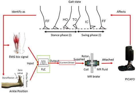 Assessment On Stationarity Of Emg Signals With Different Windows Size During Isotonic Contractions