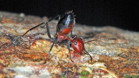 Kamikaze Ants Blow Themselves Up And Cover Their Victims With Killer Slime CBC Radio