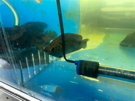 African Leopard Leaf Fish Ctenopoma Acutirostre 5 Danbury Aquarium