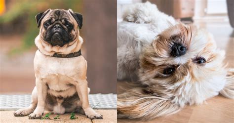 Identifica problemas neurológicos en perros y actúa a tiempo Mascotario