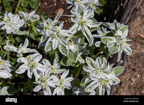 Euphorbia Marginata Pursh Immagini E Fotografie Stock Ad Alta
