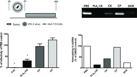 Effect Of Toxins On Hcv Replication Huh7 5 Cells Were Infected With