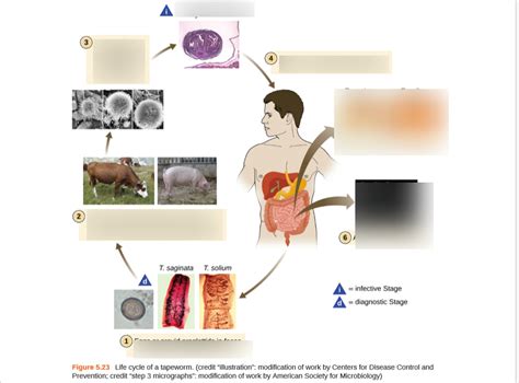 Life Cycle Of Tapeworm Diagram Quizlet