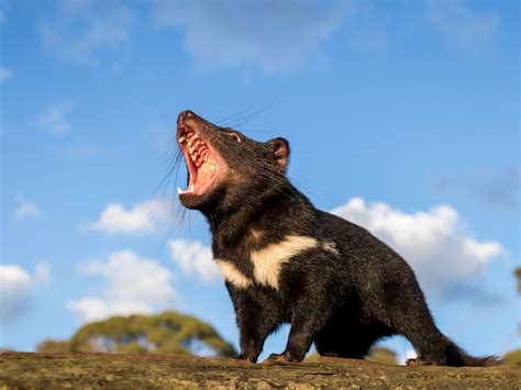 Tasmanian Devil Homes