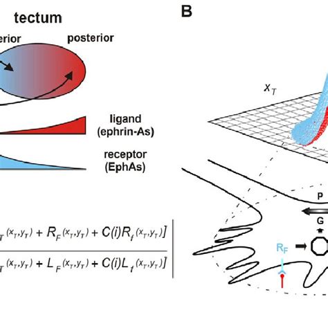 A Single Constraint Model Of Topographic Axonal Mapping A Temporal