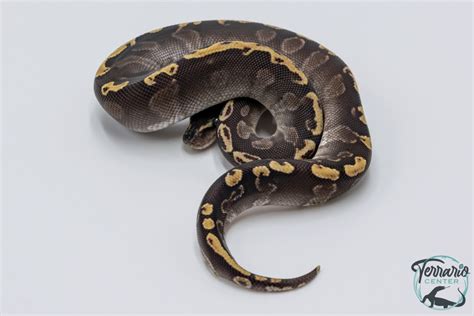 Python Royal Python Regius Ghi Mojave Python Royal Python Regius Ghi Mojave