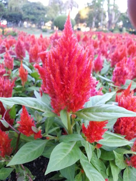 150 Mixed Pampas Plumes Cockscomb Celosia Plumosa Flower Seeds