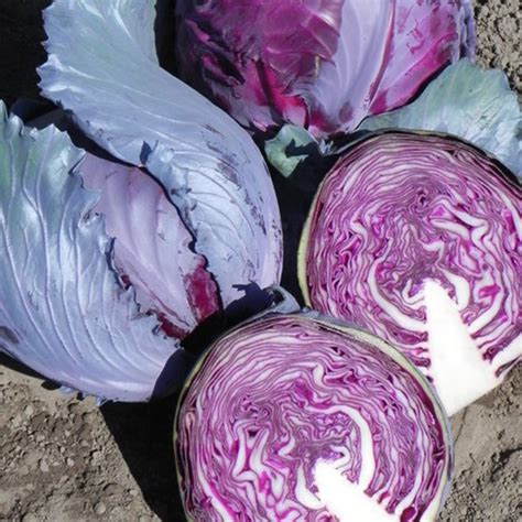 Ruby Ball Improved F1 Untreated Cabbage Seeds Osborne Farm Seeds