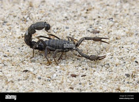 Hairy Thicktail P Villosus A Venomous Scorpion Africa Namibia