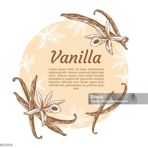 바닐라 꽃과 콩 세트 손으로 그린 스케치 스타일 바닐라 아로마 포드 요리와 아로마에는 그림이 필요합니다 벡터 삽화입니다 꽃 나무에 대한 스톡 벡터 아트 및 기타 이미지