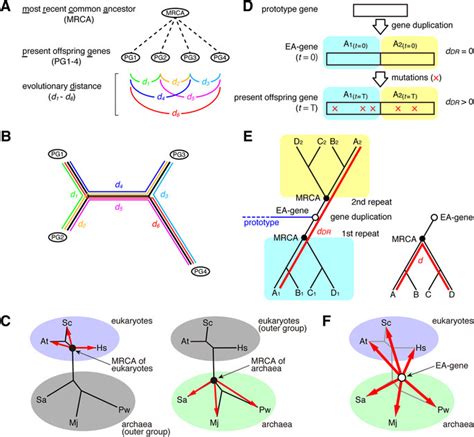 Schematic Representation Of The Present Evolutionary Distance D And