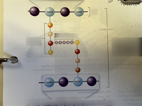 Exam 1 Chapters 1 3 4 Diagram Quizlet