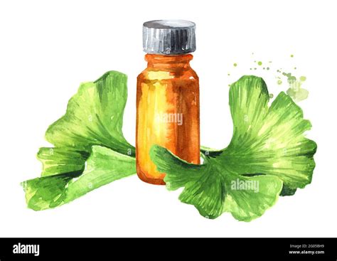 Bottle Of Ginkgo Biloba Essential Extract And Fresh Leaves Cosmetic