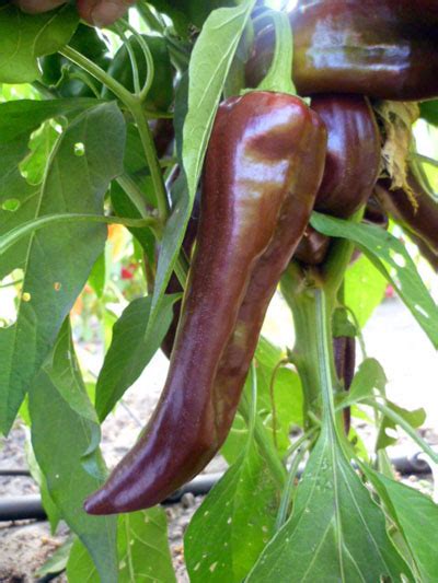 Numex Eclipse