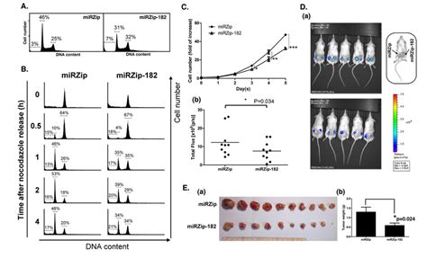 Mir 182 Increases Cancer Cell Proliferation A The Mirzip And Download Scientific Diagram