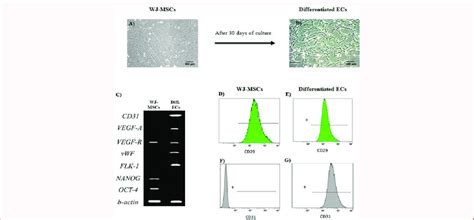 Evaluation Of Ecs Differentiation Protocol Morphology Of Wj Mscs A