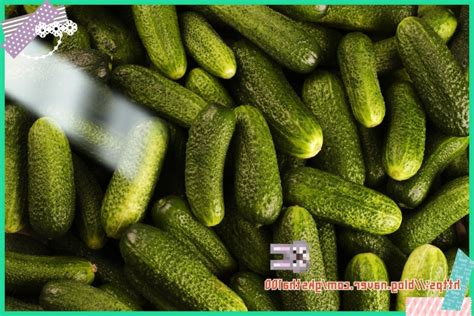 오이의 효능 부작용 영양성분 칼로리 5가지 알아보기 네이버 블로그