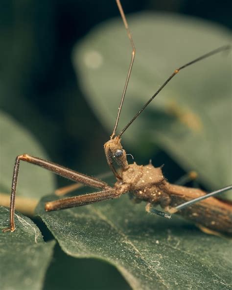 Premium Photo Slender Brown Bug On Green Leaves