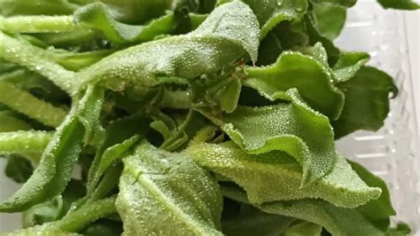 她見全聯開賣「1罕見蔬菜」秒入手！一票婆媽嗨翻：生吃就美味 生活 三立新聞網 Setncom