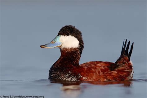 Ruddy Duck 11