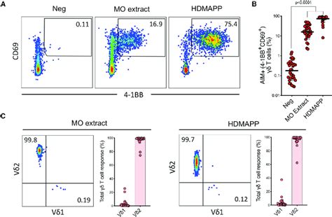 Gd T Cell Reactivity To A Mouse Allergen Extract Can Be Detected Using