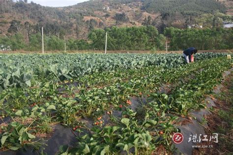 云南会泽牛栏江边试种草莓成功 曲靖珠江网