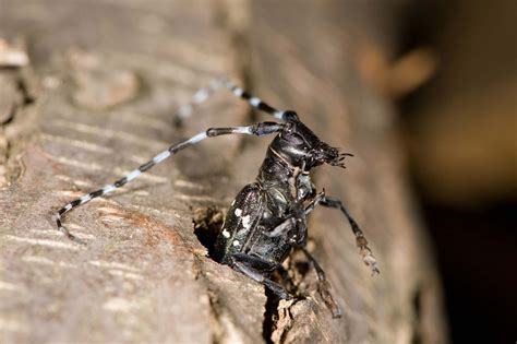 Asian Longhorned Beetle Description Impacts And Control Britannica