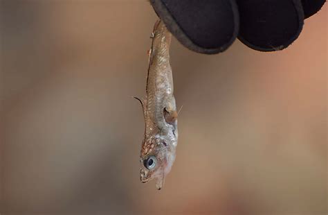 Download Arctic Cod Close Up Wallpaper