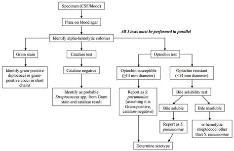 Microbiology Gram Stain Flow Chart Streptococcus Classification Chart