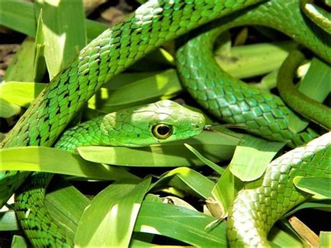 About Kenya S Reptiles