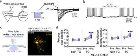Neuronal Network Activity Controls Microglial Process Surveillance In Awake Mice Via