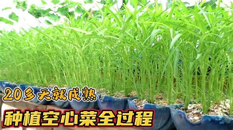 种植空心菜全过程，教你1个小技巧，20多天就能长爆盆值得一试！家居园艺好看视频