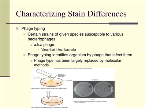 Ppt Identification And Classification Of Prokaryotes Powerpoint Presentation Id 6879012