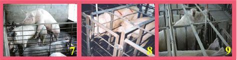 Estrus Or Heat Detection Pork Information Gateway