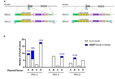 Figure 4 From Restored Glyoxylate Metabolism After Agxt Gene Correction And Direct Reprogramming