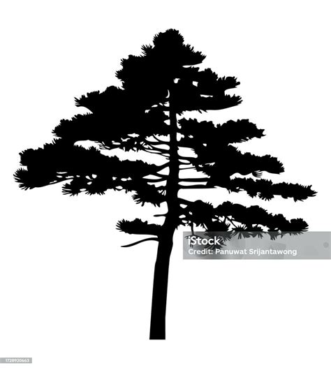 소나무 실루엣은 흰색 배경에 분리되어 있다 벡터 그림입니다 0명에 대한 스톡 벡터 아트 및 기타 이미지 0명 가문비나무