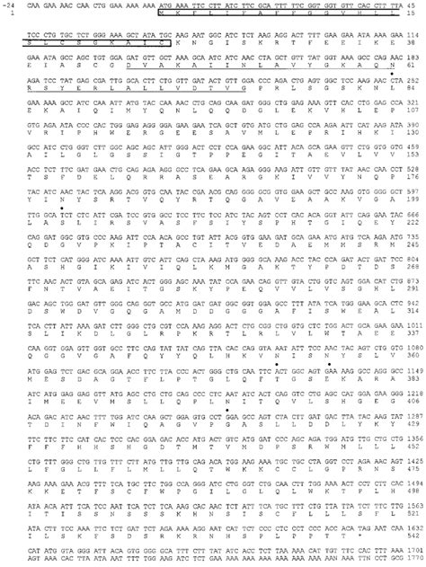 Nucleotide Sequence Of Pgcp Cdna And Predicted Amino Acid Sequence The