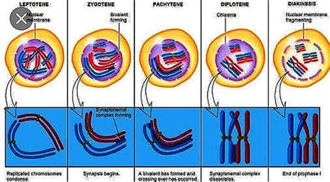 Meiosis Prophase 1 Leptotene