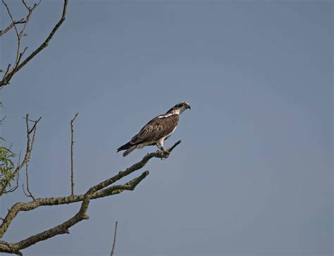 Anthony Miners Wildlife Photos
