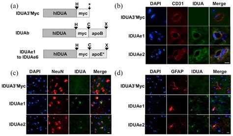 Targeting Bbb A Engineered Idua Proteins Introduce Lrp1 Mediated
