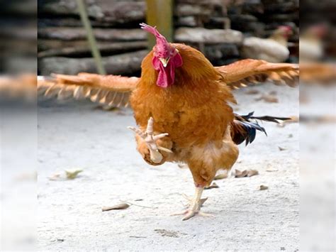 Man Shoot The Cock Who Attacked His Son In Up कोंबड्याने मुलाला मारली