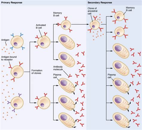 Clonal Selection Of B Cells Primary And Secondary Immune Responses