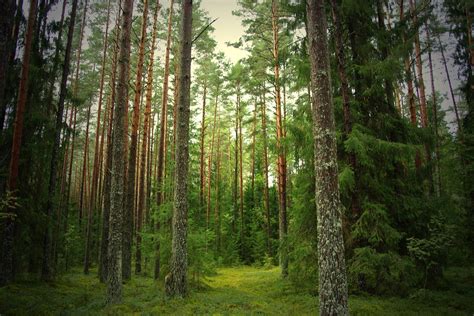 Pine Tree Wallpapers Wallpaper Cave